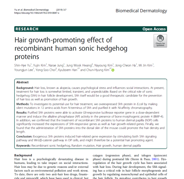 Sonic Hedgehog protein promotes hair-related gene expression
