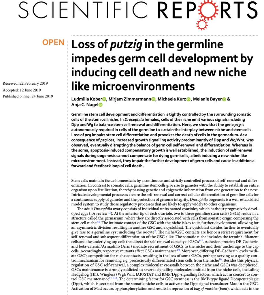 Putzig gene plays a critical role in germline stem cell development